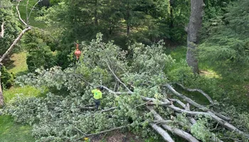 Tree Service in Freeport, IL | Fransen's Tree Service