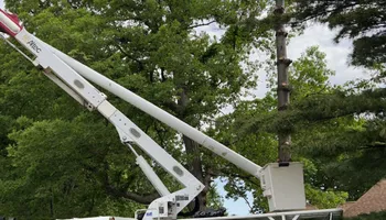 Tree Service in Freeport, IL | Fransen's Tree Service
