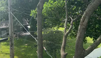 Tree Service in Freeport, IL | Fransen's Tree Service