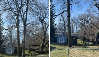 Tree Service in Freeport, IL | Fransen's Tree Service