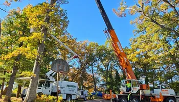Tree Service in Freeport, IL | Fransen's Tree Service