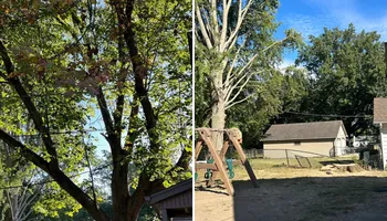 Tree Service in Freeport, IL | Fransen's Tree Service