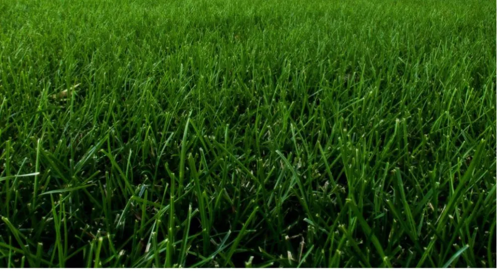 Contact Us | Greensboro, NC | Green Pro Lawn Care