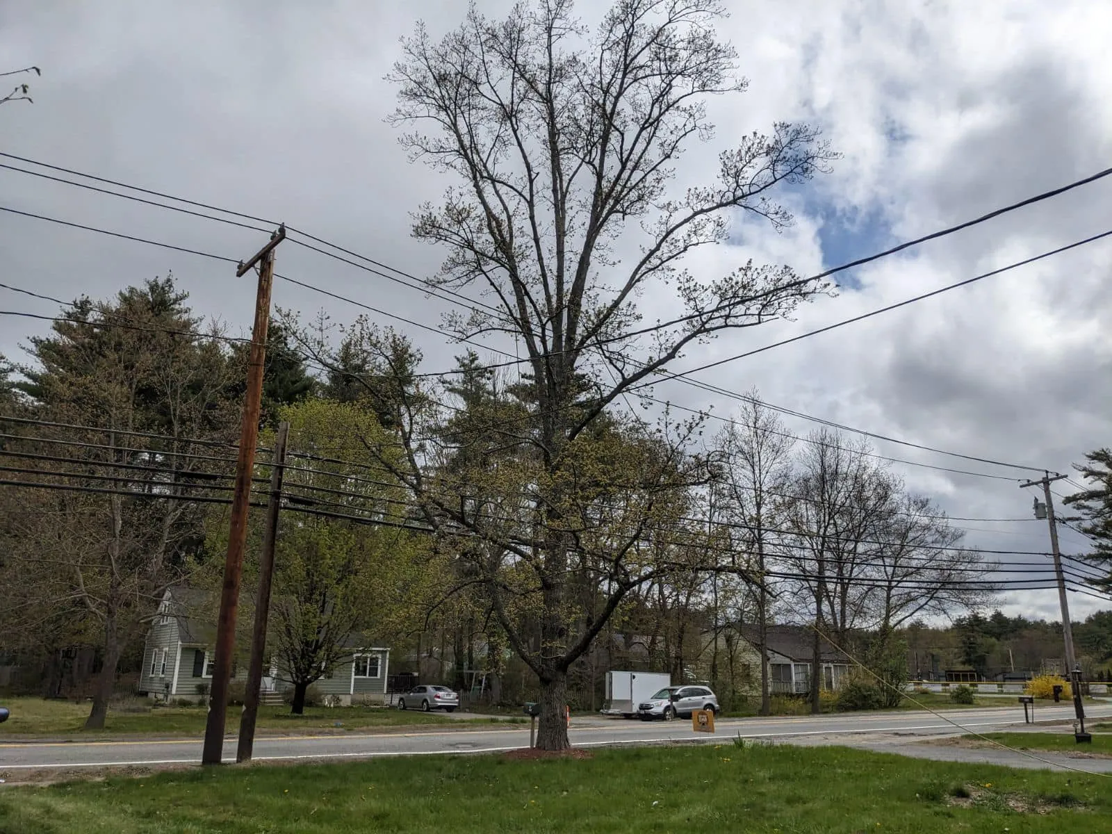 Tree Service in Townsend, MA | Leaf and Limb