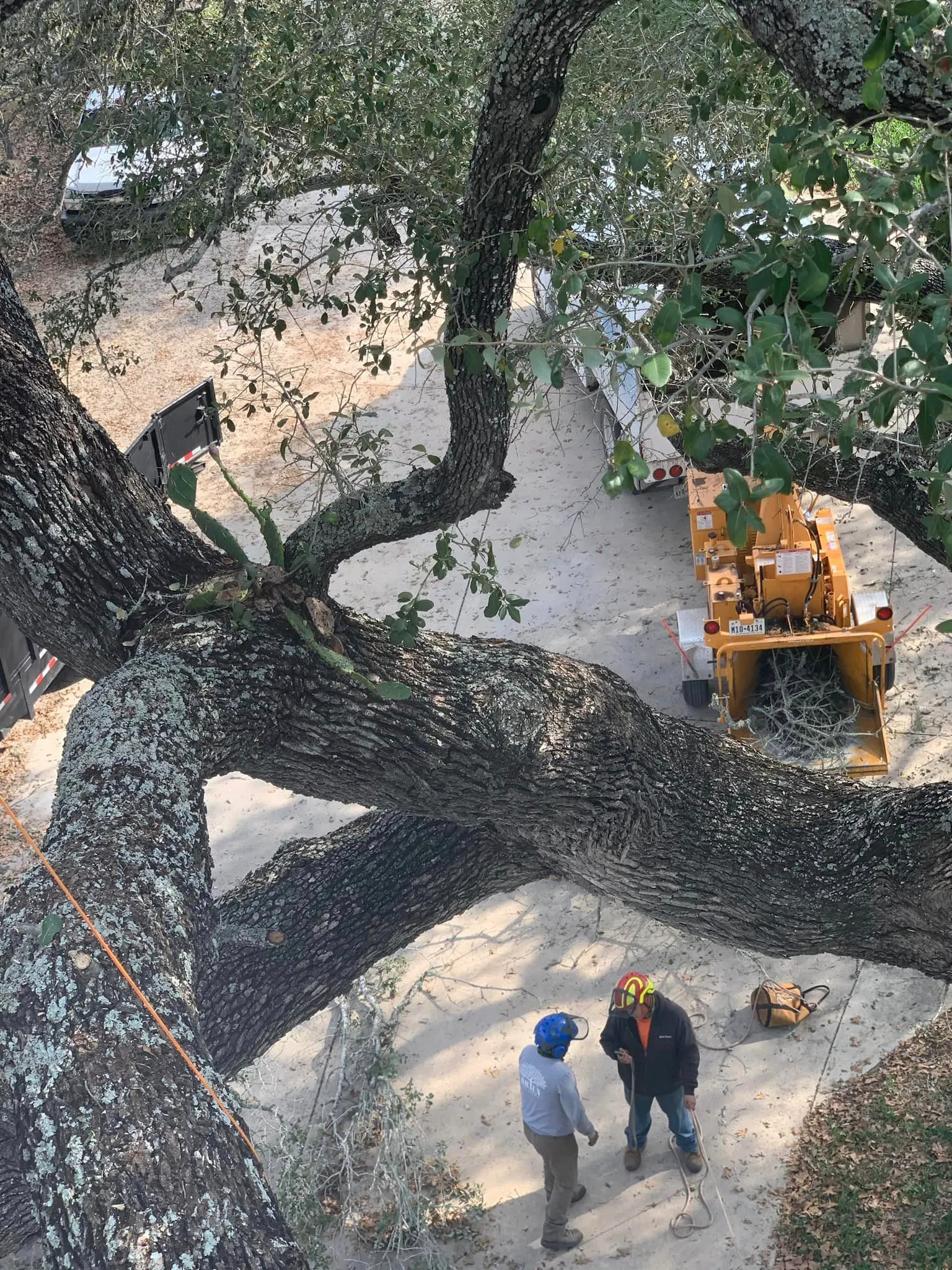 Tree Service in Floresville, Texas | Braun Tree Service