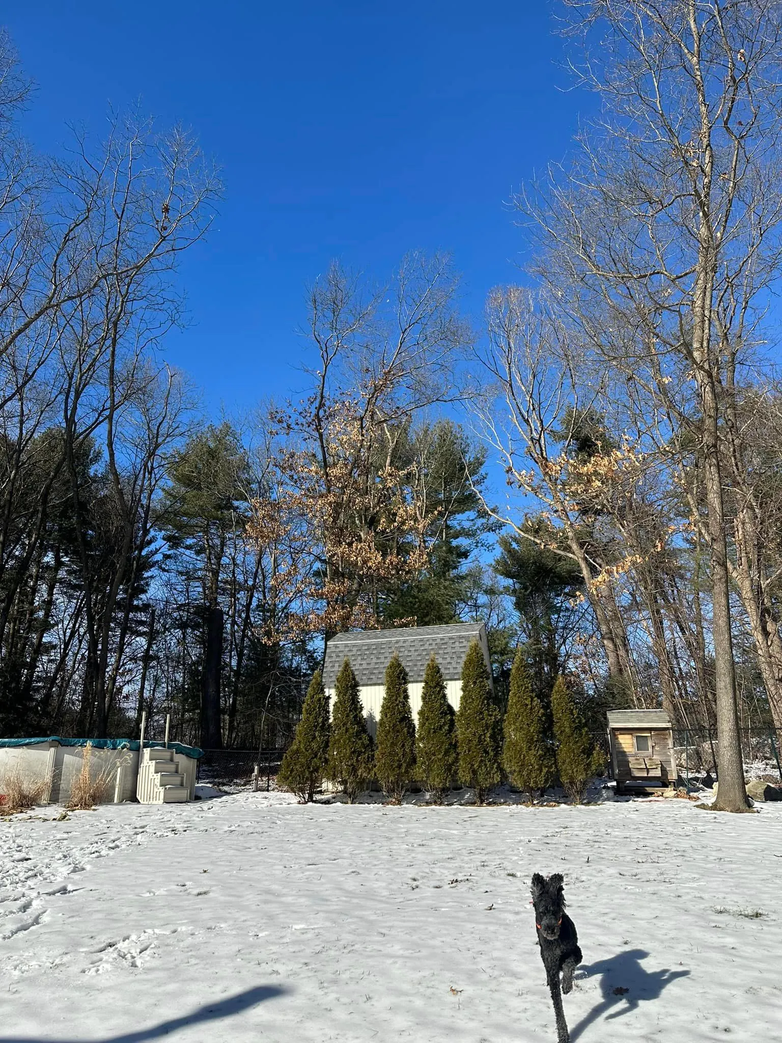 Tree Service in Townsend, MA | Leaf and Limb